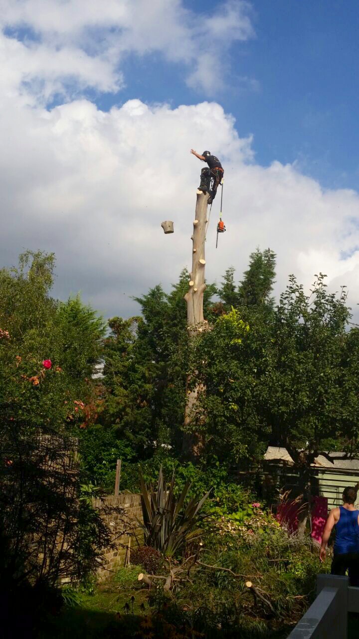 London Tree Surgeons - Tree Surgeons and Surgery Watford